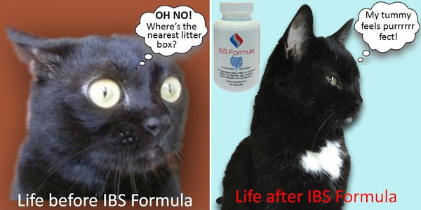 Cool cat suffering from IBS symptoms gets relief taking IBS Formula